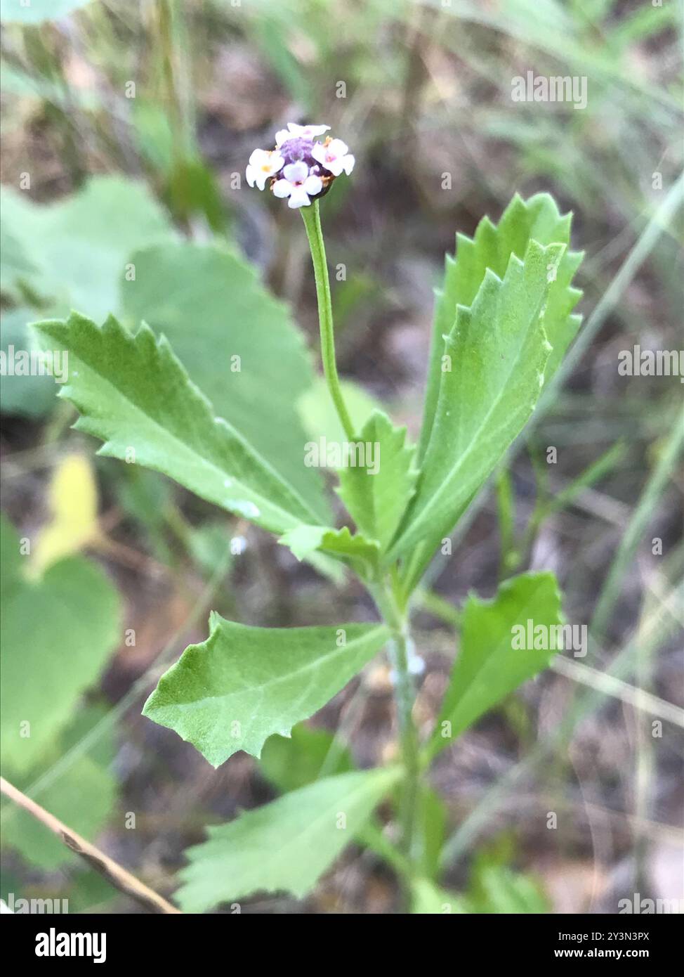 turkey tangle frogfruit (Phyla nodiflora) Plantae Stock Photo - Alamy