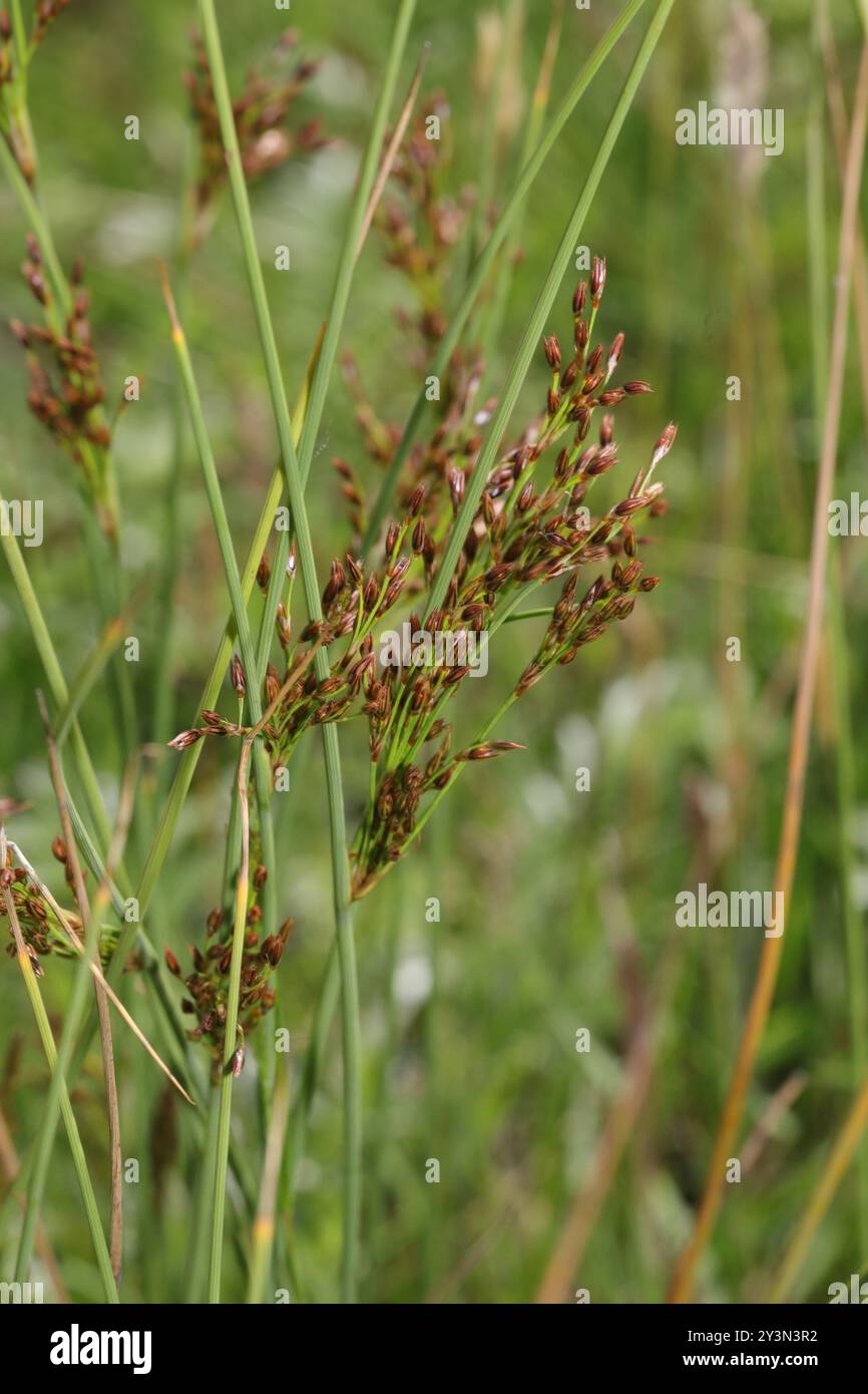 Hard Rush (Juncus inflexus) Plantae Stock Photo - Alamy