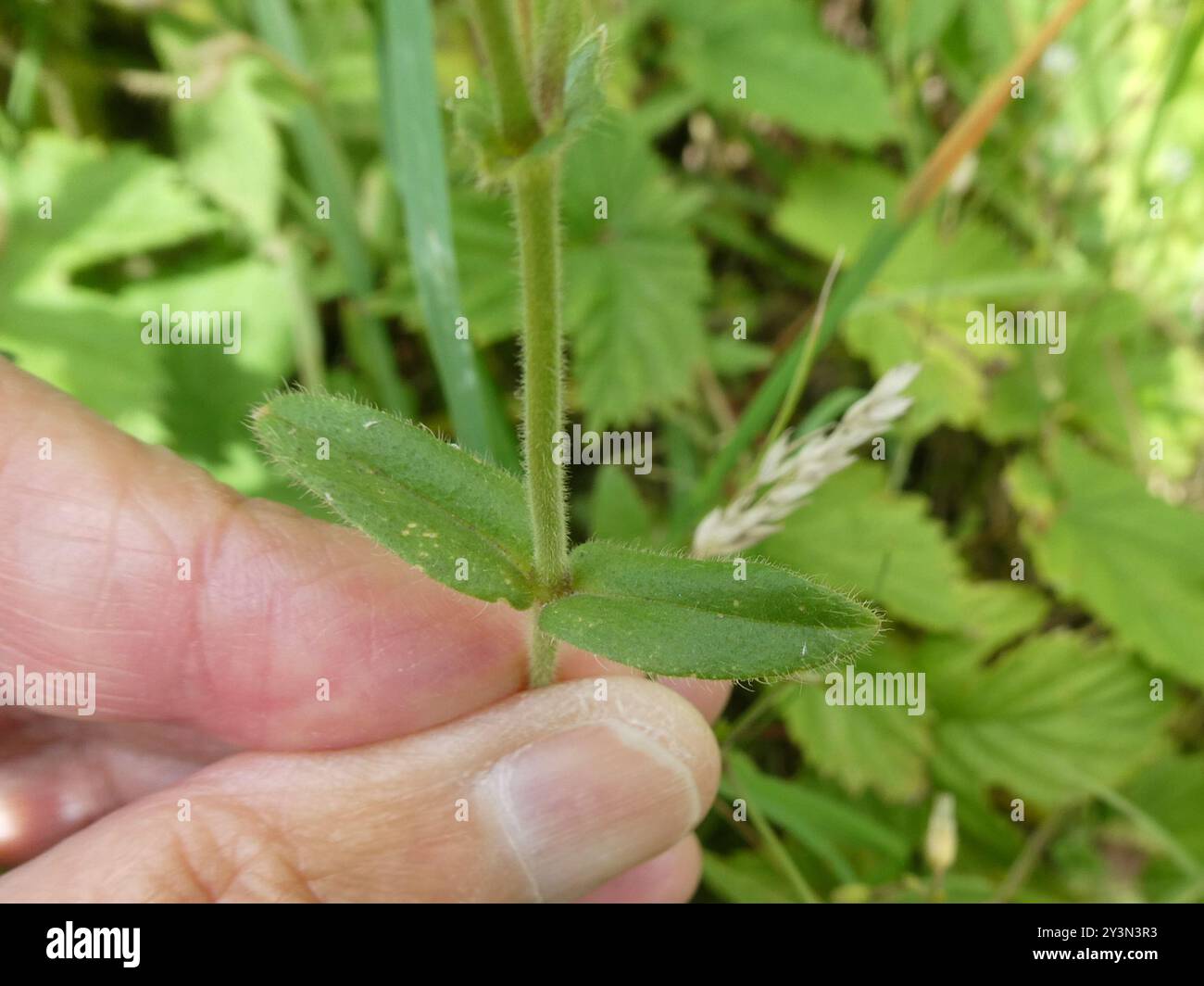 Common mouse-ear chickweed (Cerastium fontanum) Plantae Stock Photo - Alamy