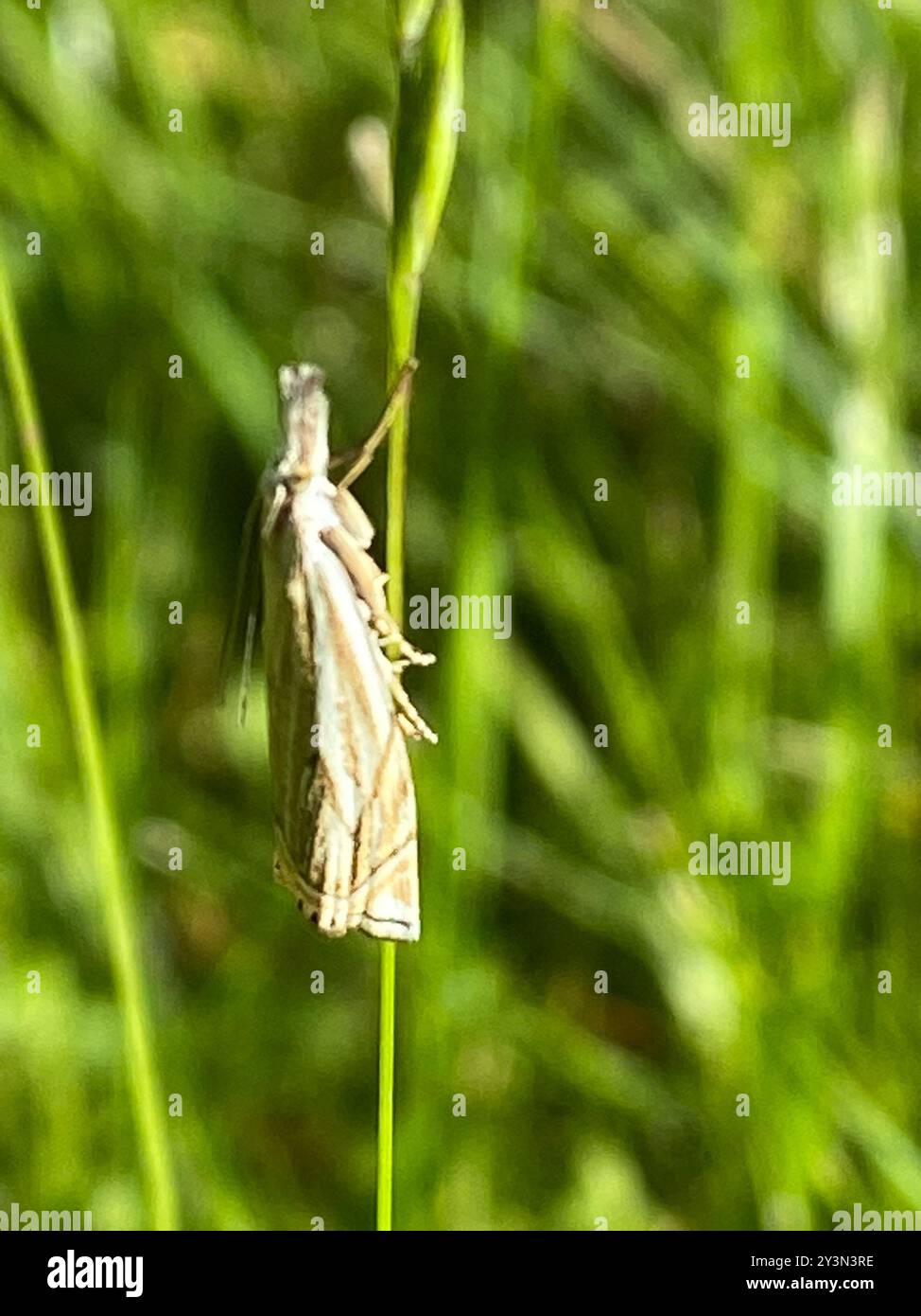 Hook-streaked Grass-veneer (Crambus lathoniellus) Insecta Stock Photo ...