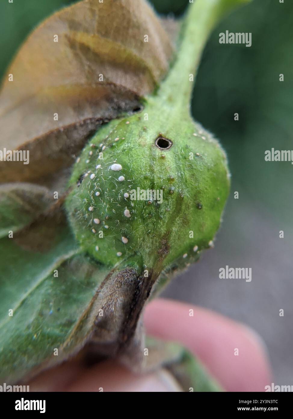 Oak Petiole Gall Wasp (Andricus quercuspetiolicola) Insecta Stock Photo - Alamy
