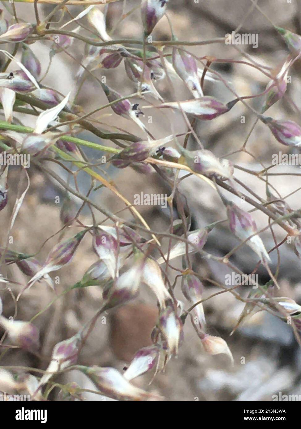 Sand Ricegrass (Eriocoma hymenoides) Plantae Stock Photo - Alamy