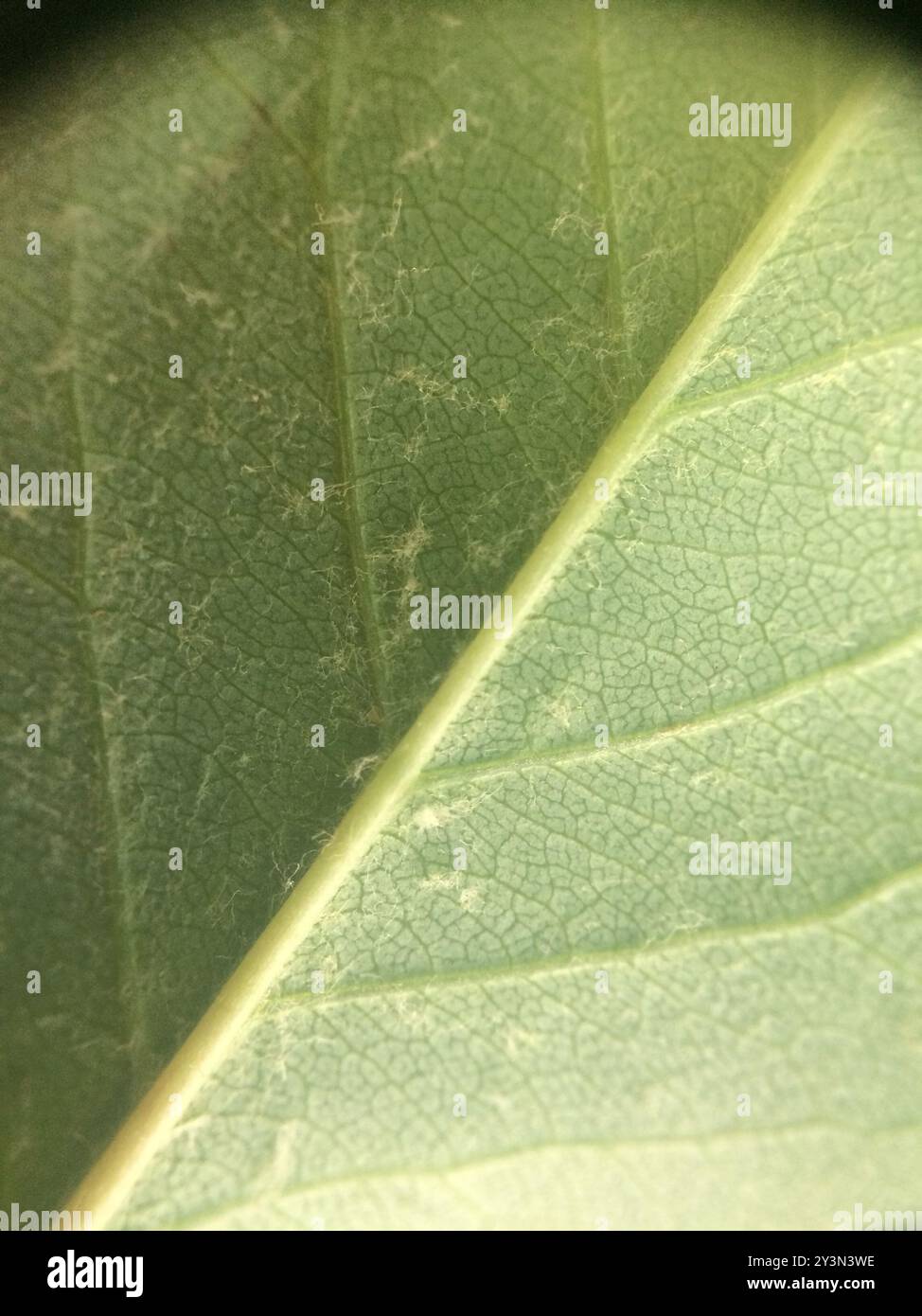 Running Serviceberry (Amelanchier stolonifera) Plantae Stock Photo - Alamy