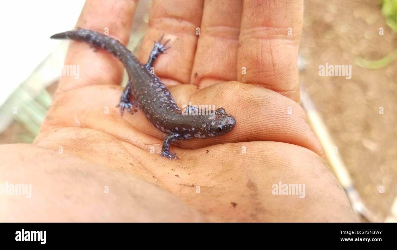 Blue-spotted Salamander (Ambystoma laterale) Amphibia Stock Photo - Alamy