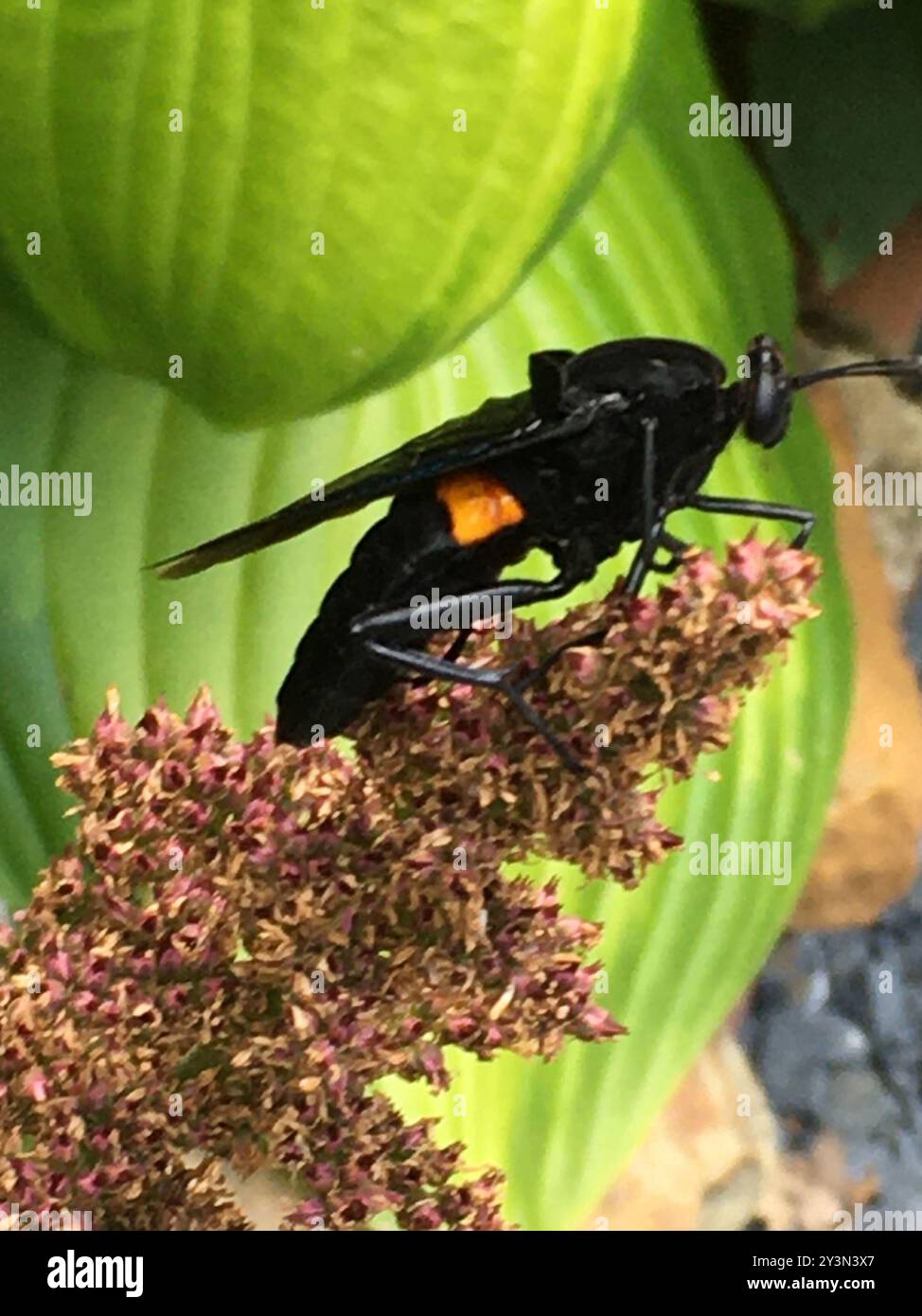 Clubbed mydas fly hi-res stock photography and images - Alamy