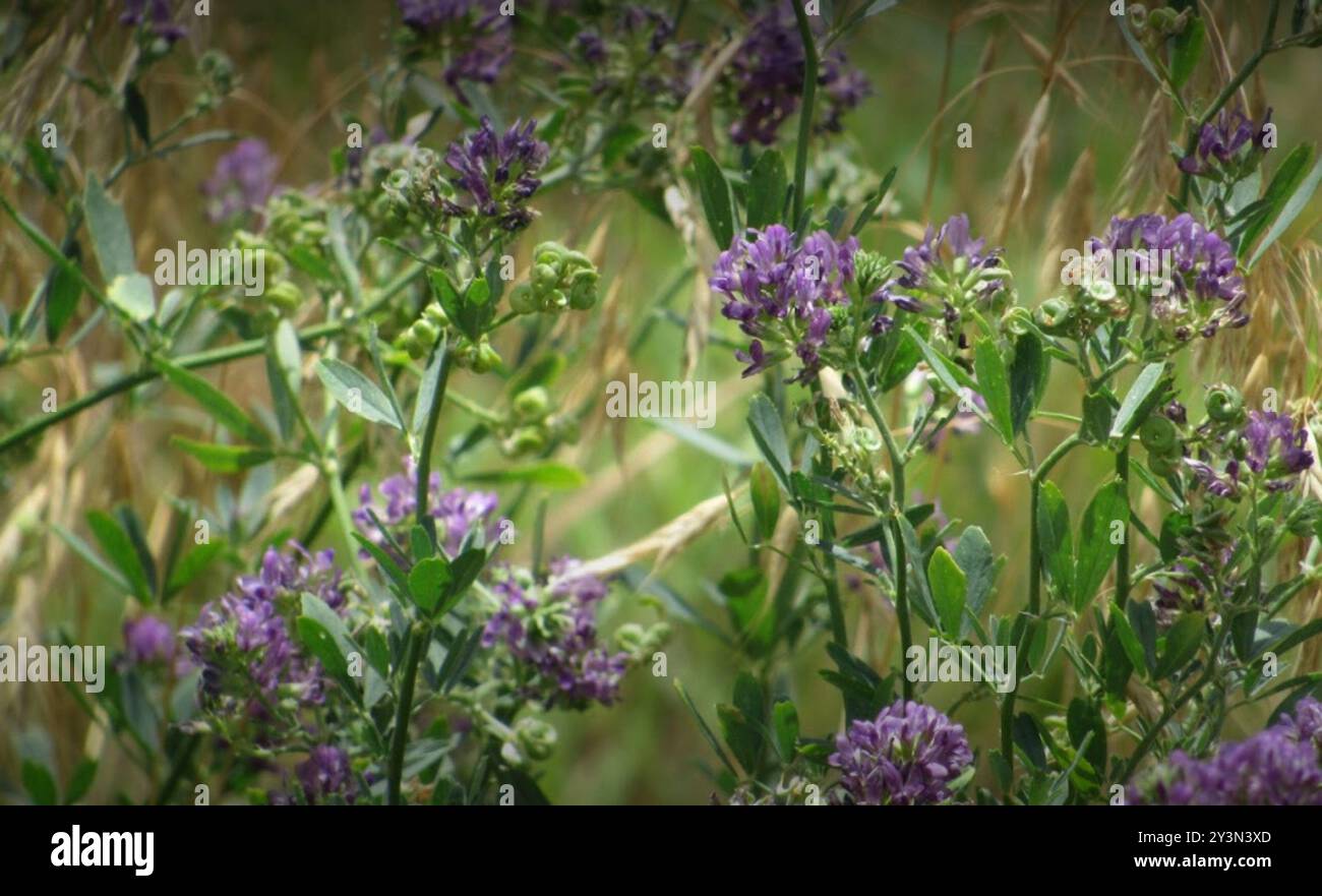 Alfalfa (Medicago sativa) Plantae Stock Photo - Alamy