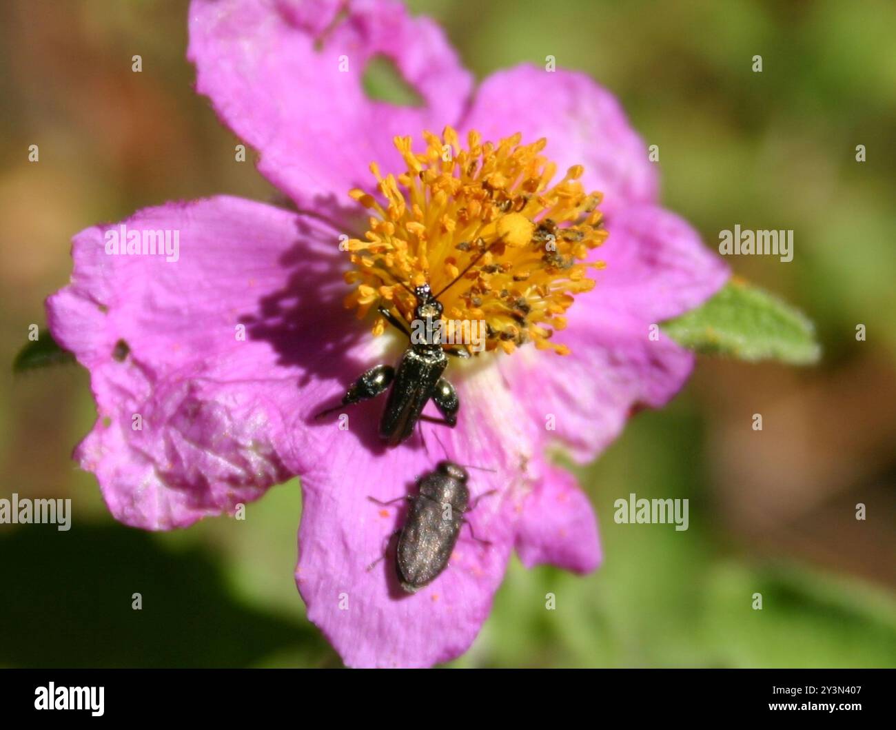 Yellow-legged Thick-legged Flower Beetle (Oedemera flavipes) Insecta ...