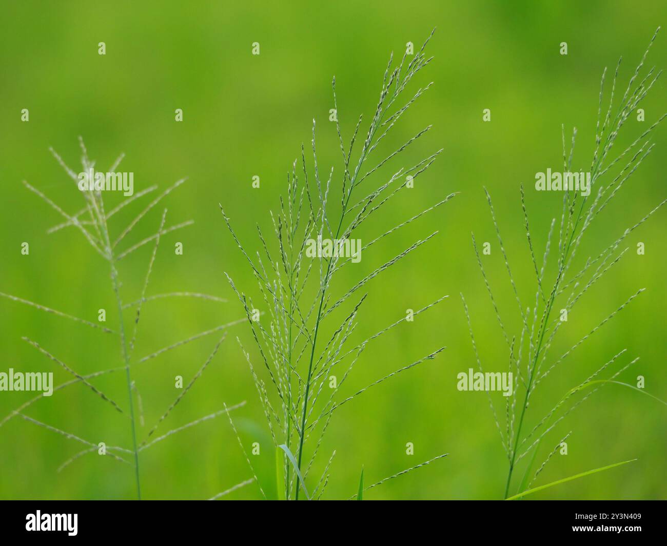 sprangletop (Diplachne fusca) Plantae Stock Photo - Alamy
