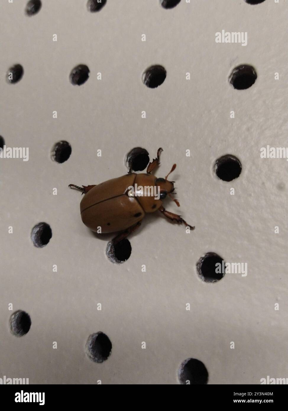 Grapevine Beetle (Pelidnota punctata) Insecta Stock Photo - Alamy