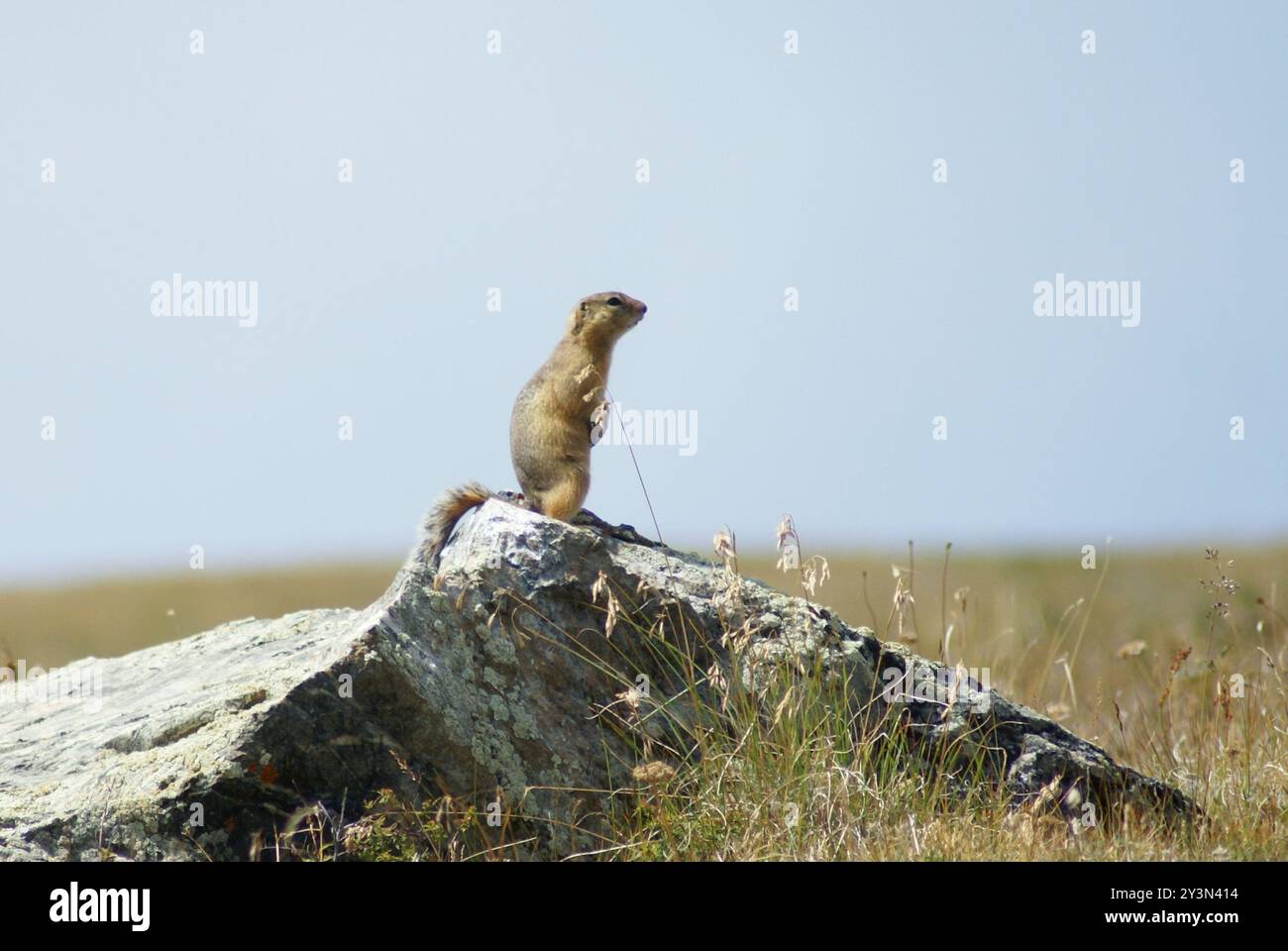 Long-tailed Ground Squirrel (Urocitellus undulatus) Mammalia Stock ...