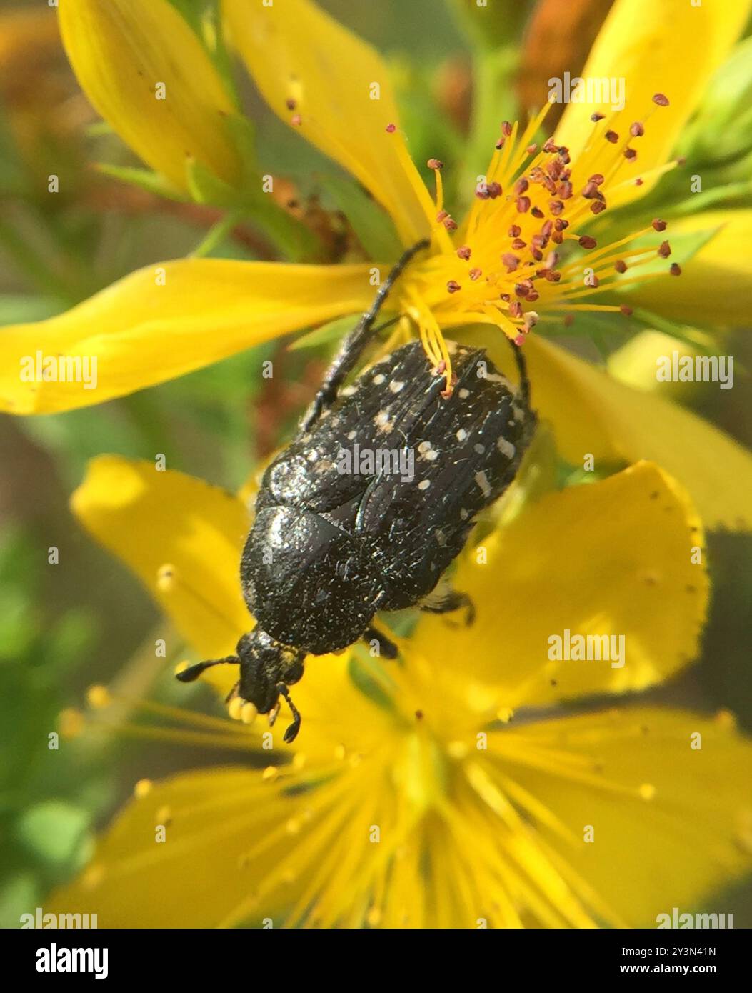 Mediterranean Spotted Chafer (Oxythyrea funesta) Insecta Stock Photo ...