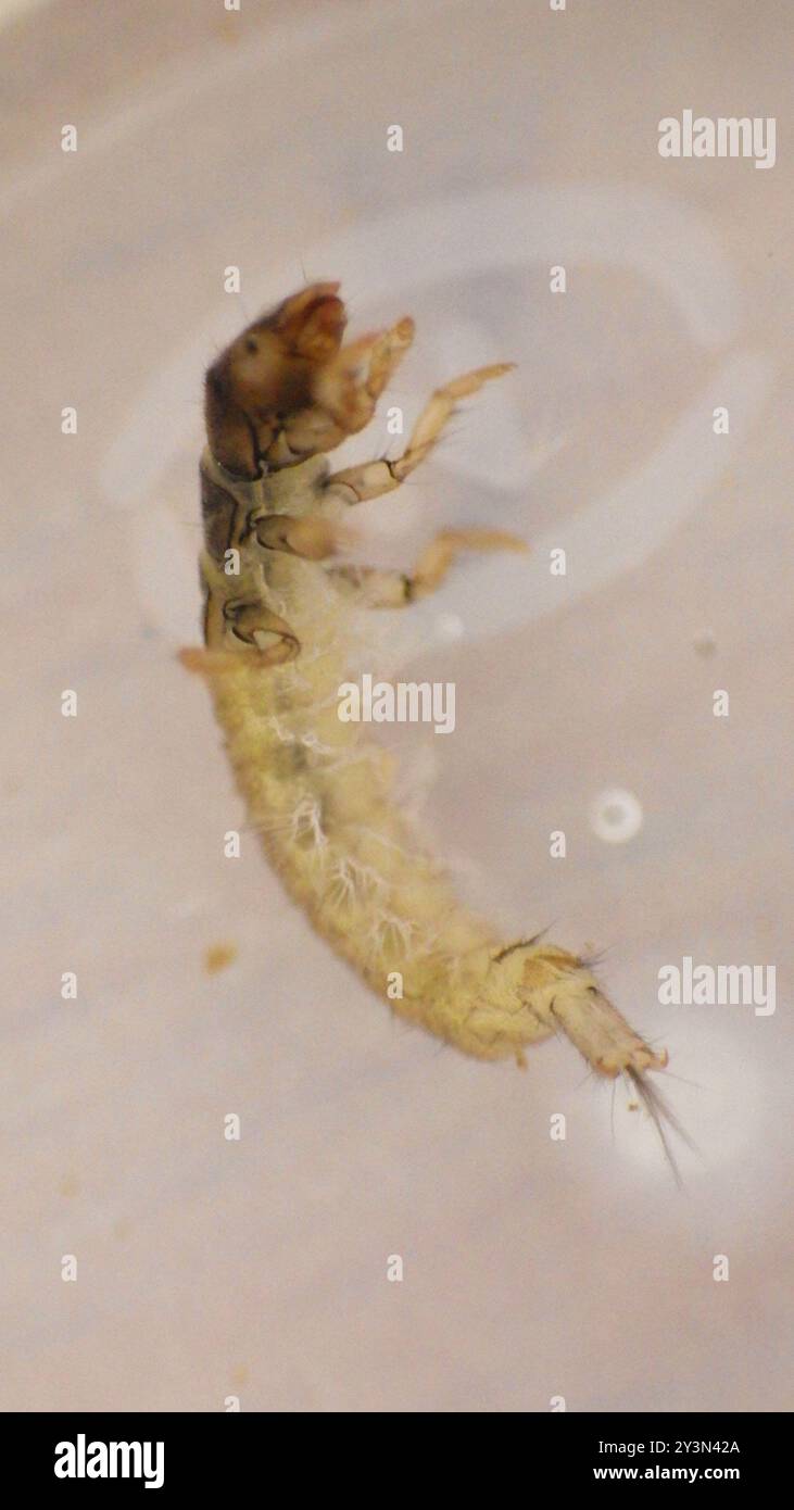 Little Sister Sedges (Cheumatopsyche) Insecta Stock Photo - Alamy