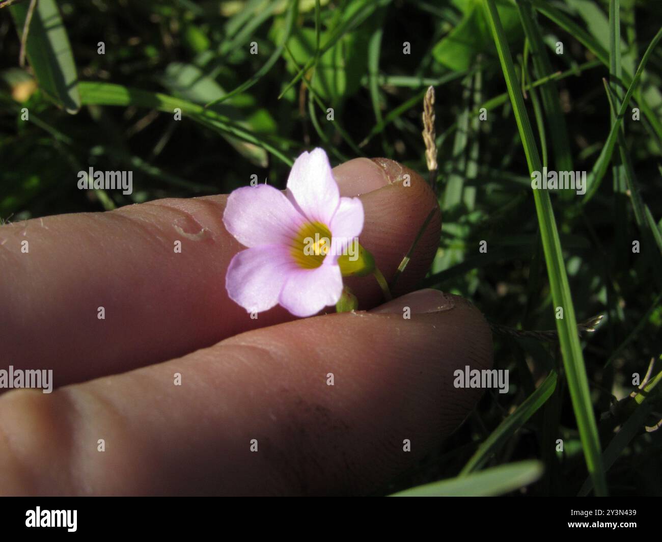 Goat's-foot (Oxalis caprina) Plantae Stock Photo - Alamy
