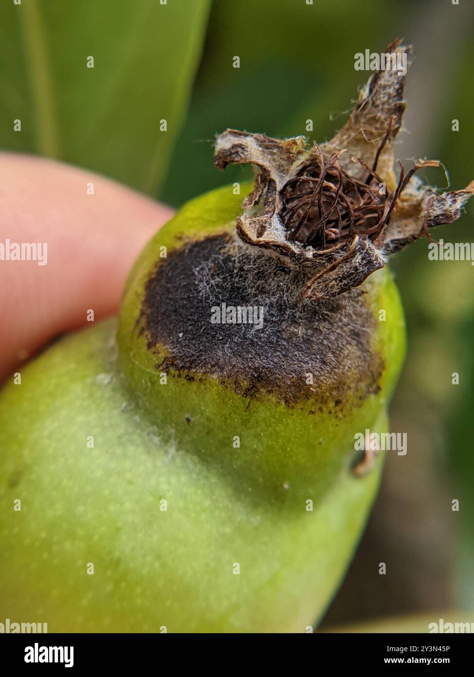 grey fruit mould (Botrytis cinerea) Fungi Stock Photo - Alamy