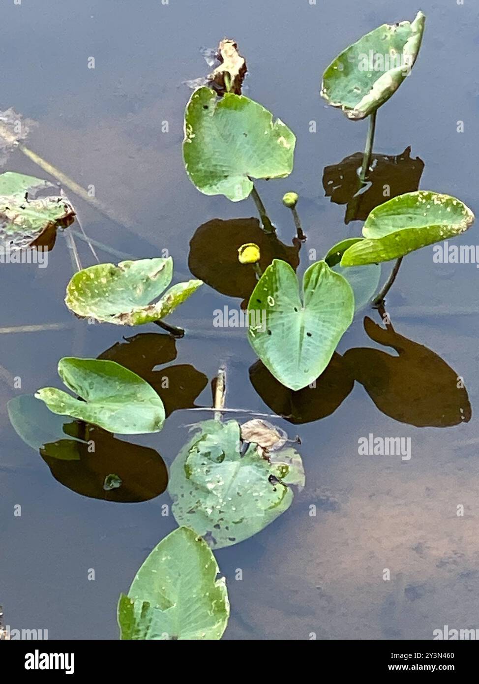 spatterdock (Nuphar advena) Plantae Stock Photo - Alamy