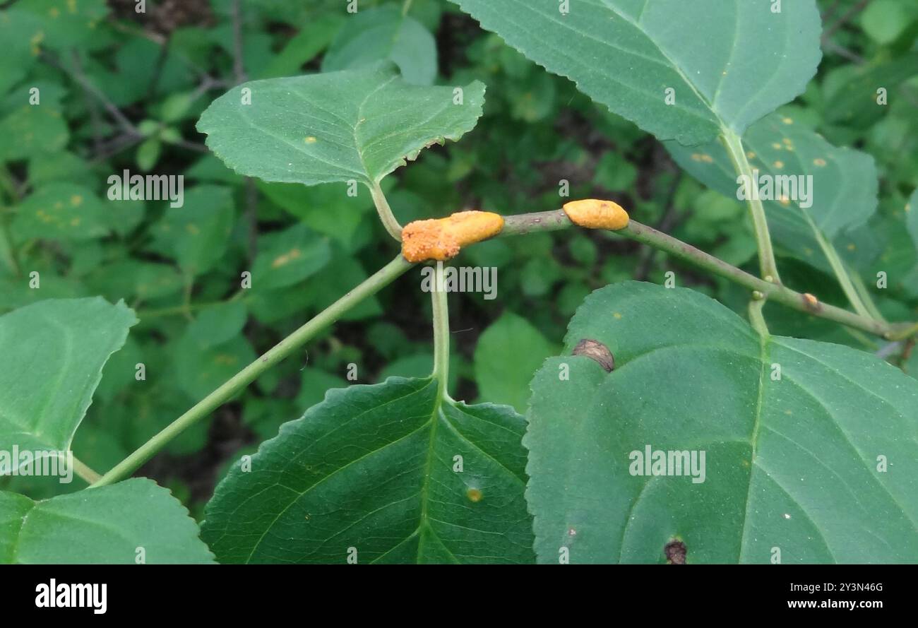Crown Rust (Puccinia coronata) Fungi Stock Photo - Alamy