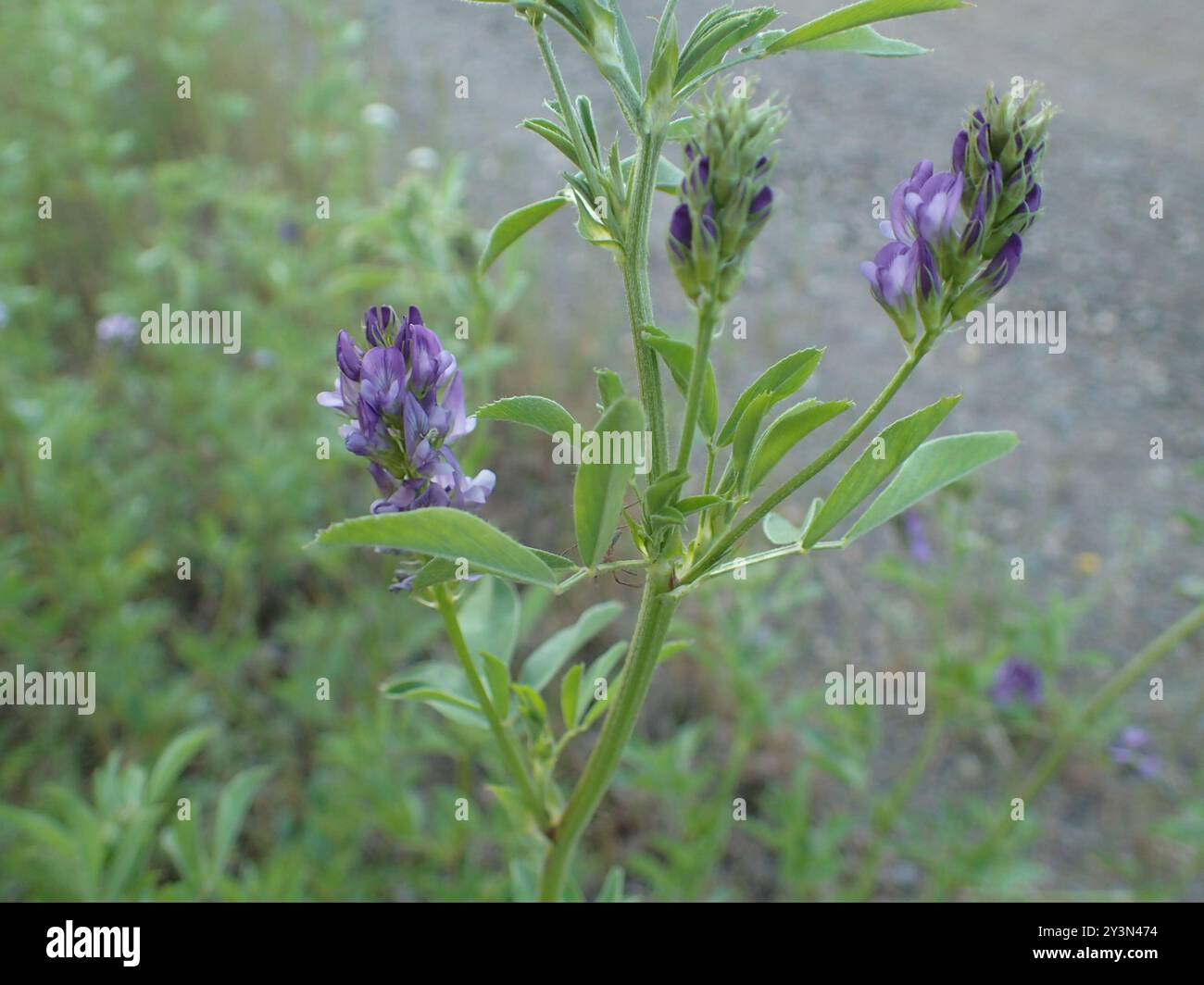 Alfalfa (Medicago sativa) Plantae Stock Photo - Alamy