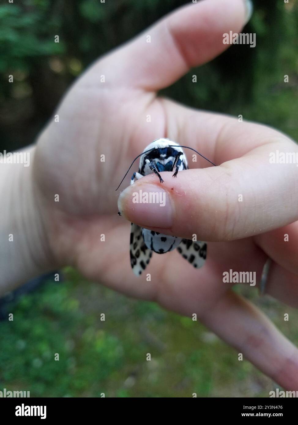 Giant Leopard Moth (Hypercompe scribonia) Insecta Stock Photo - Alamy
