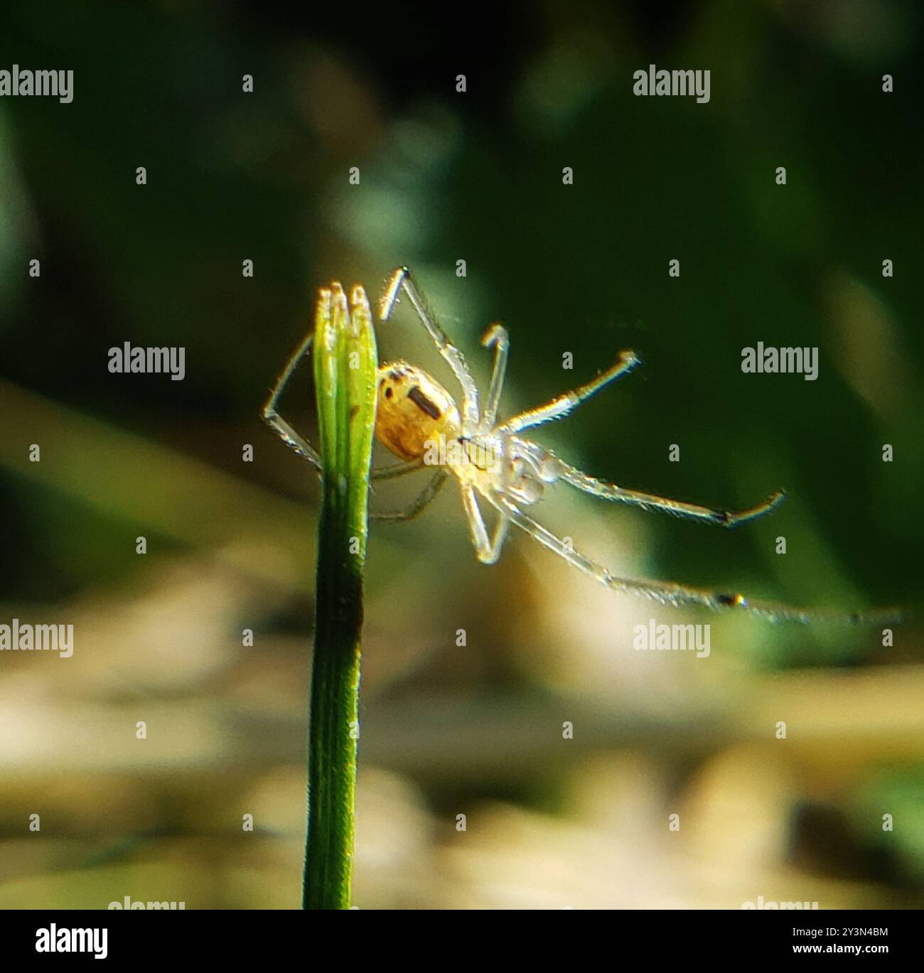Candy-striped Spider complex (Enoplognatha ovata) Arachnida Stock Photo ...