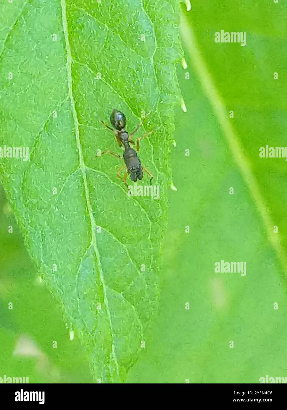 Slender Ant-mimic Jumping Spider (Synemosyna formica) Arachnida Stock ...