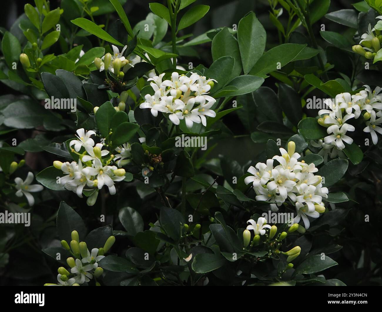 Orange Jasmine (Murraya paniculata) Plantae Stock Photo - Alamy