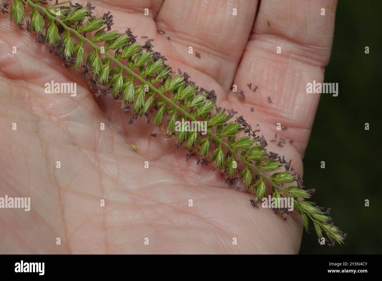 crested dogtail grass (Cynosurus cristatus) Plantae Stock Photo - Alamy