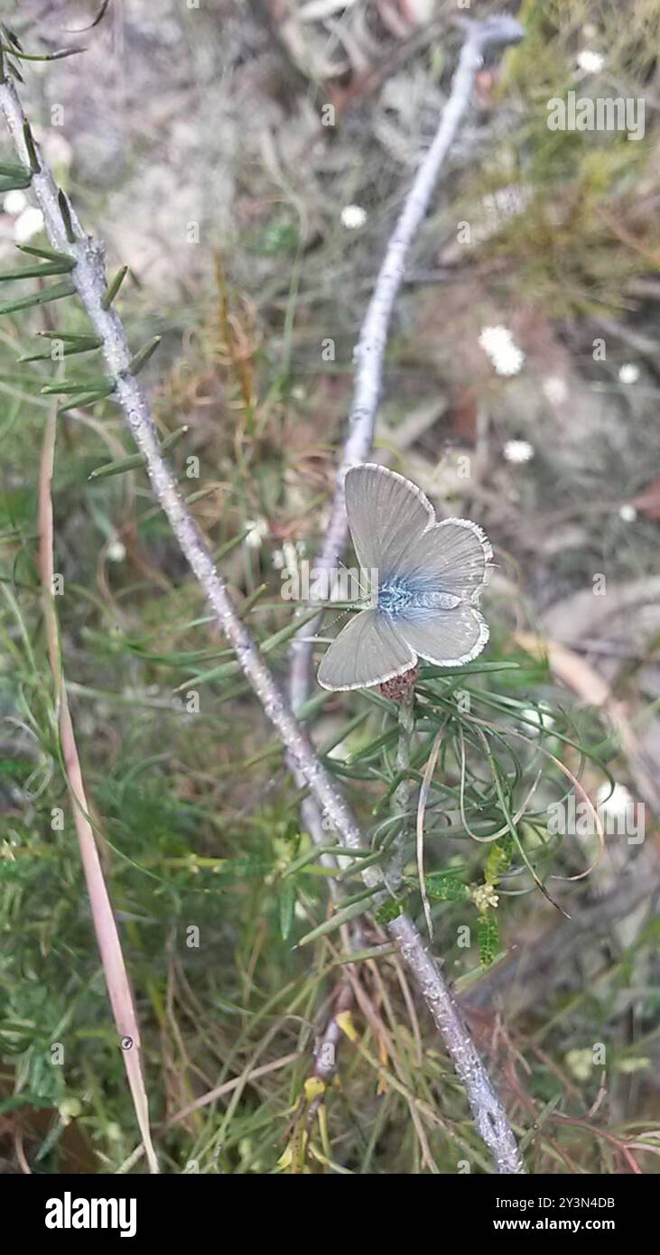 Common Grass-blue (Zizina otis labradus) Insecta Stock Photo - Alamy