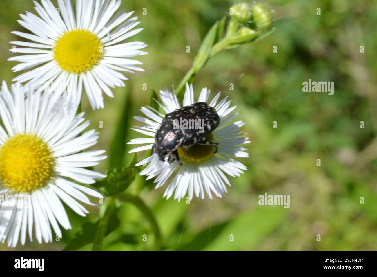 Mediterranean Spotted Chafer (Oxythyrea funesta) Insecta Stock Photo ...