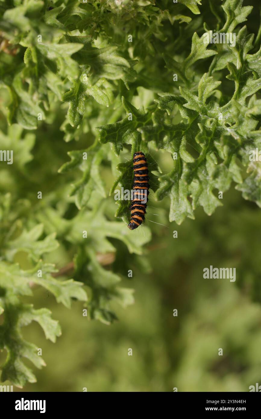 Cinnabar moth (Tyria jacobaeae) Insecta Stock Photo - Alamy