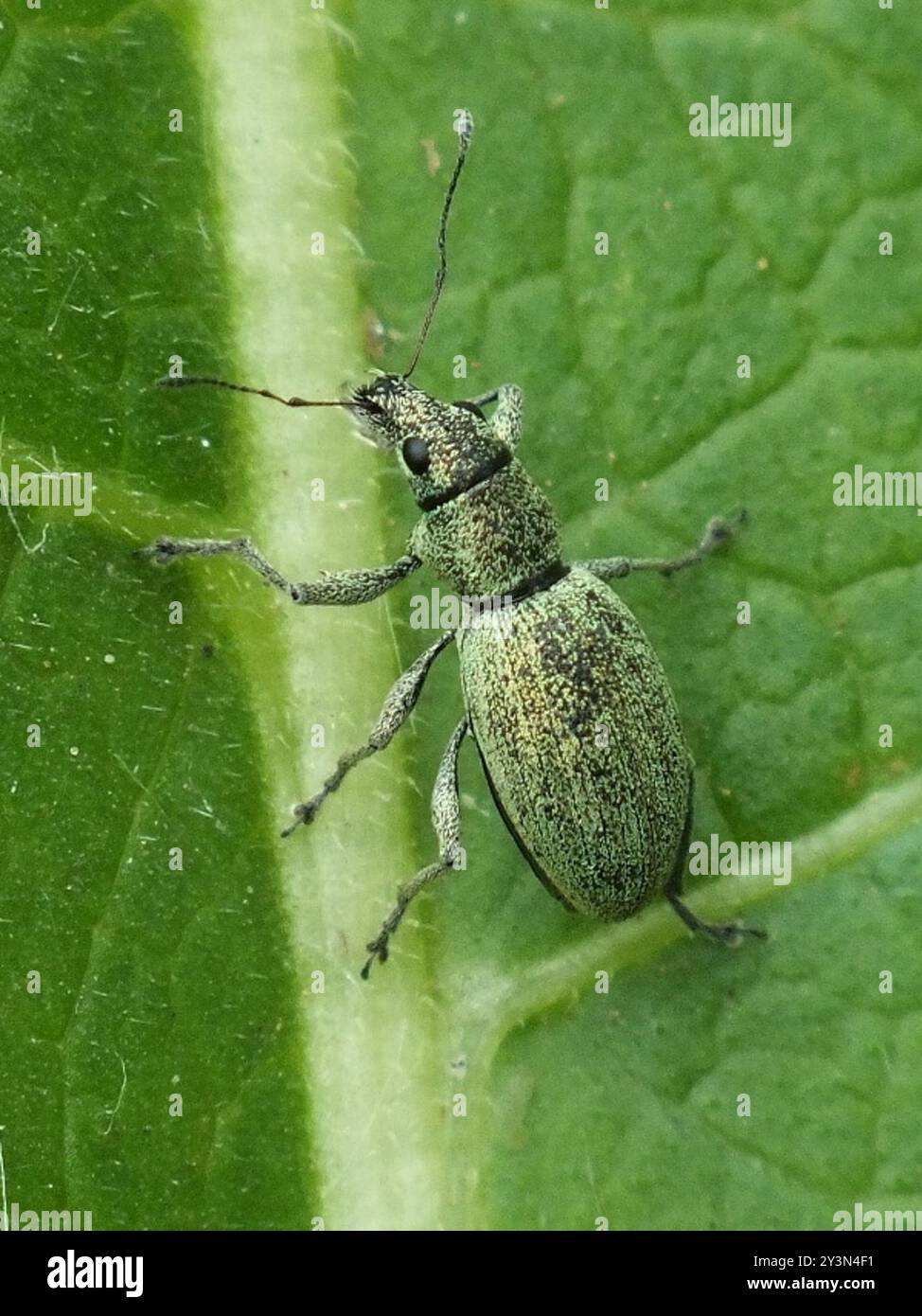 (Eusomus ovulum) Insecta Stock Photo - Alamy