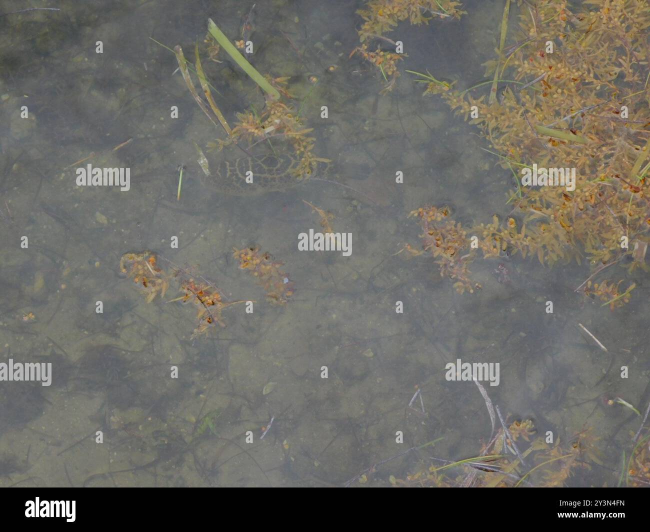 Checkered Puffer (Sphoeroides testudineus) Actinopterygii Stock Photo ...