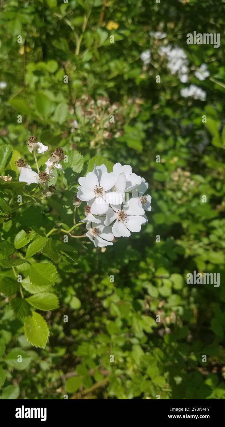 multiflora rose (Rosa multiflora) Plantae Stock Photo - Alamy