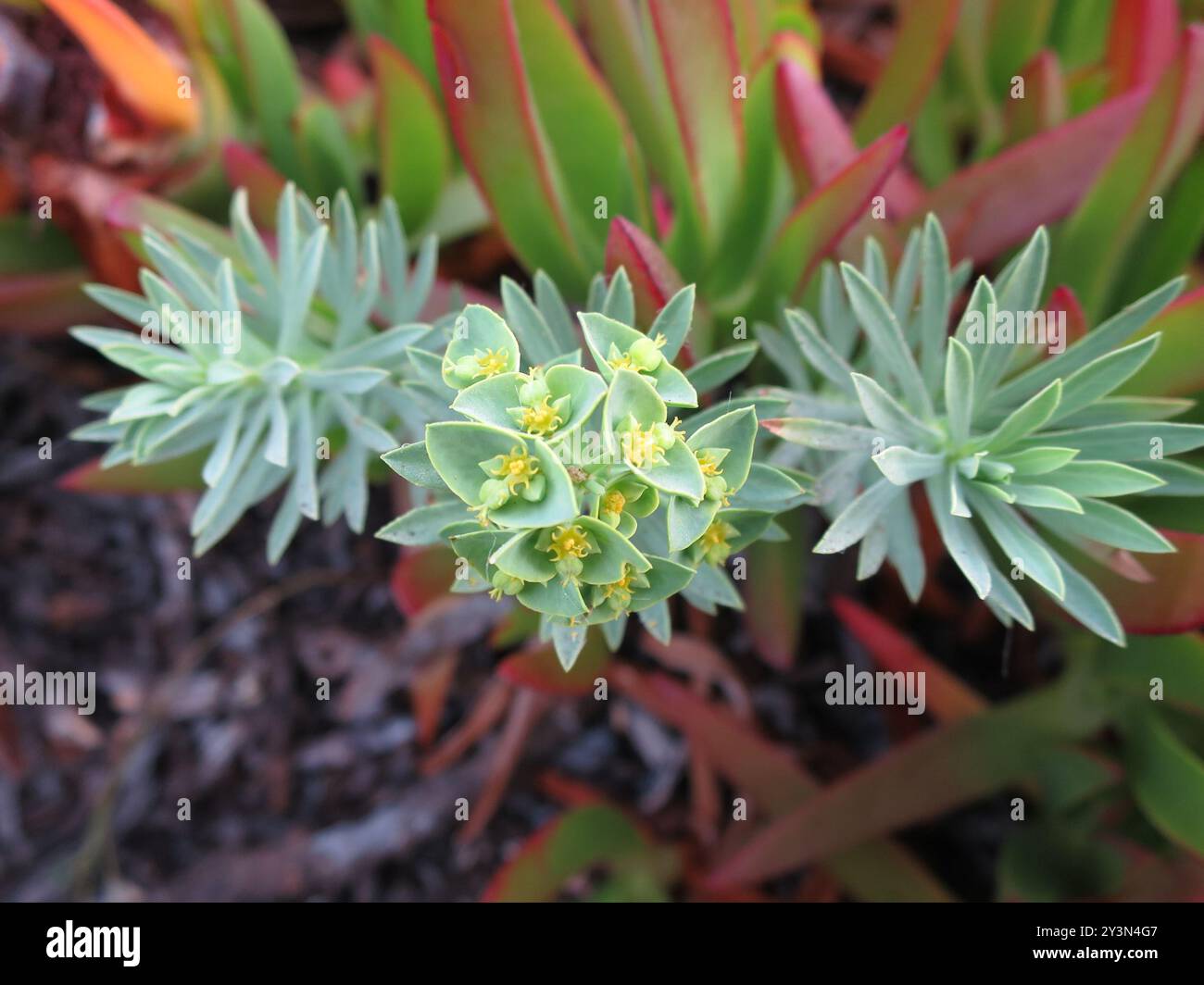Sea Spurge (Euphorbia paralias) Plantae Stock Photo - Alamy
