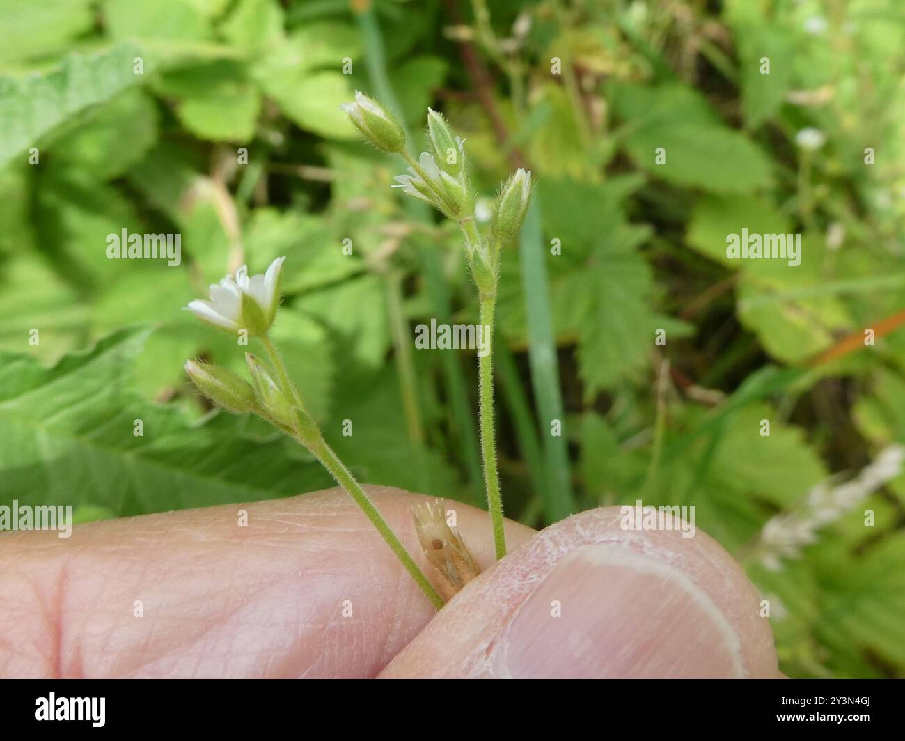 Common mouse-ear chickweed (Cerastium fontanum) Plantae Stock Photo - Alamy