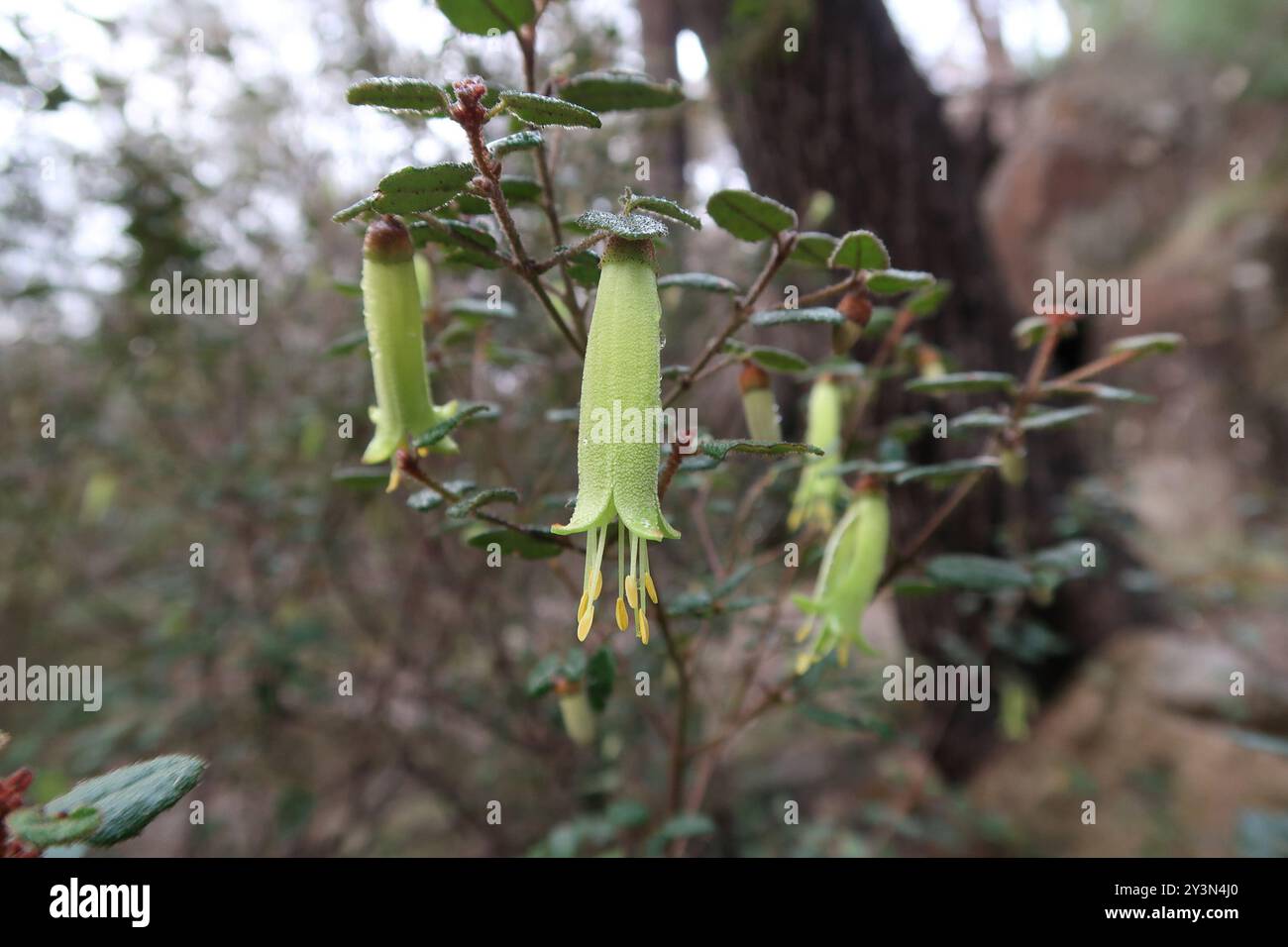 Common Correa (Correa reflexa) Plantae Stock Photo - Alamy