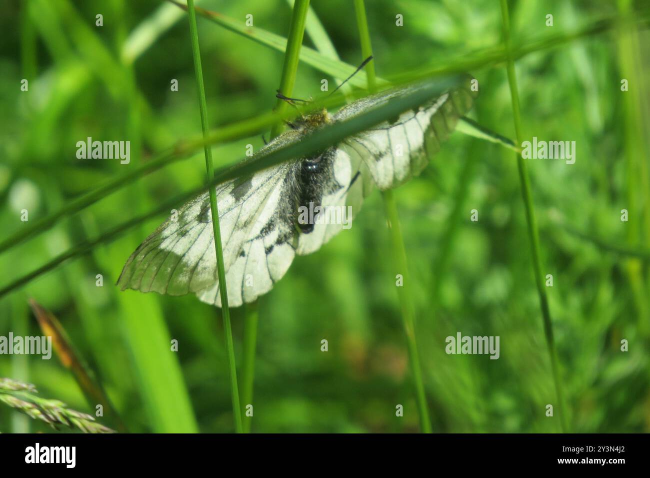 Clouded Apollo (Parnassius mnemosyne) Insecta Stock Photo - Alamy