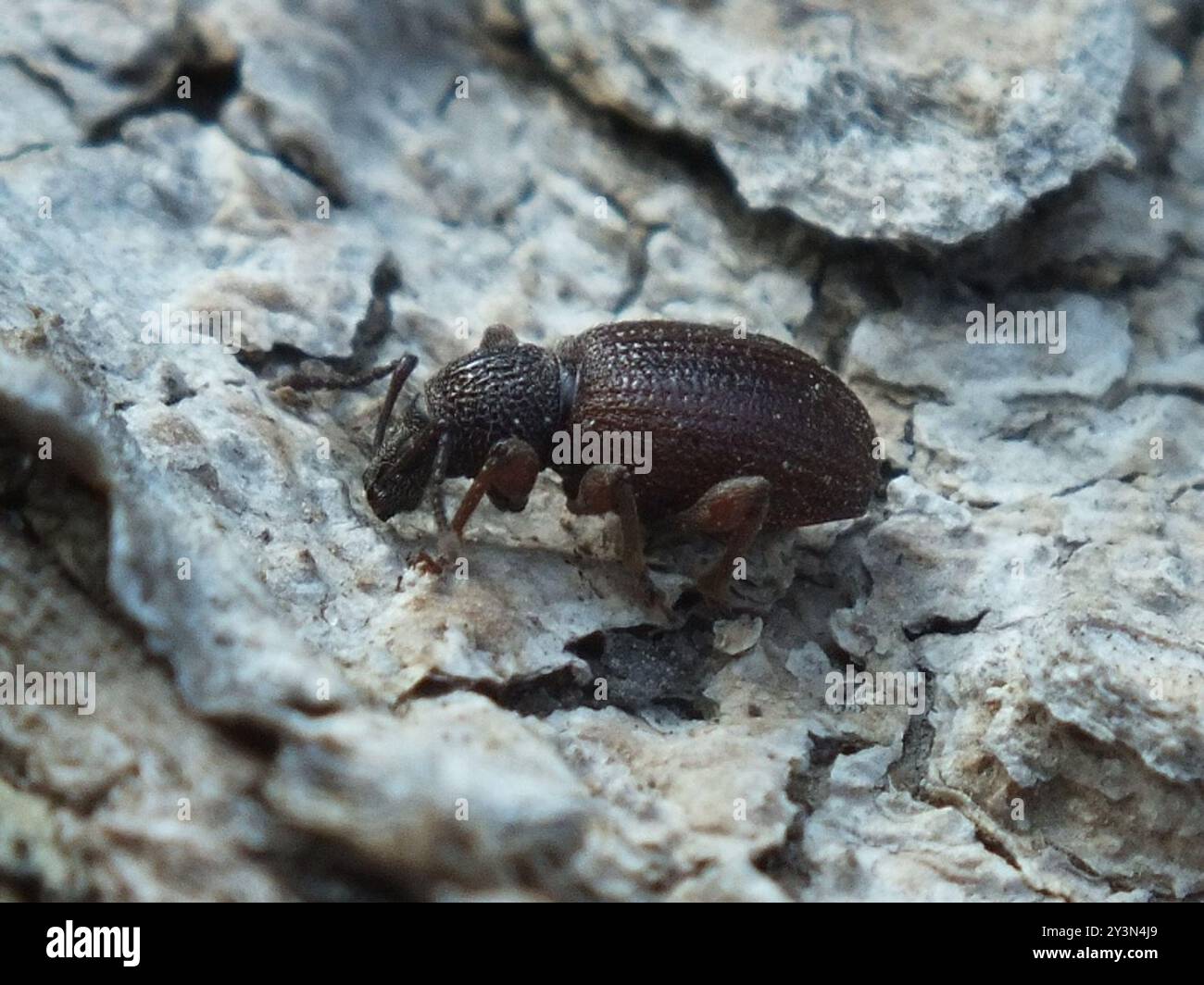 Strawberry Root Weevil (Otiorhynchus ovatus) Insecta Stock Photo - Alamy