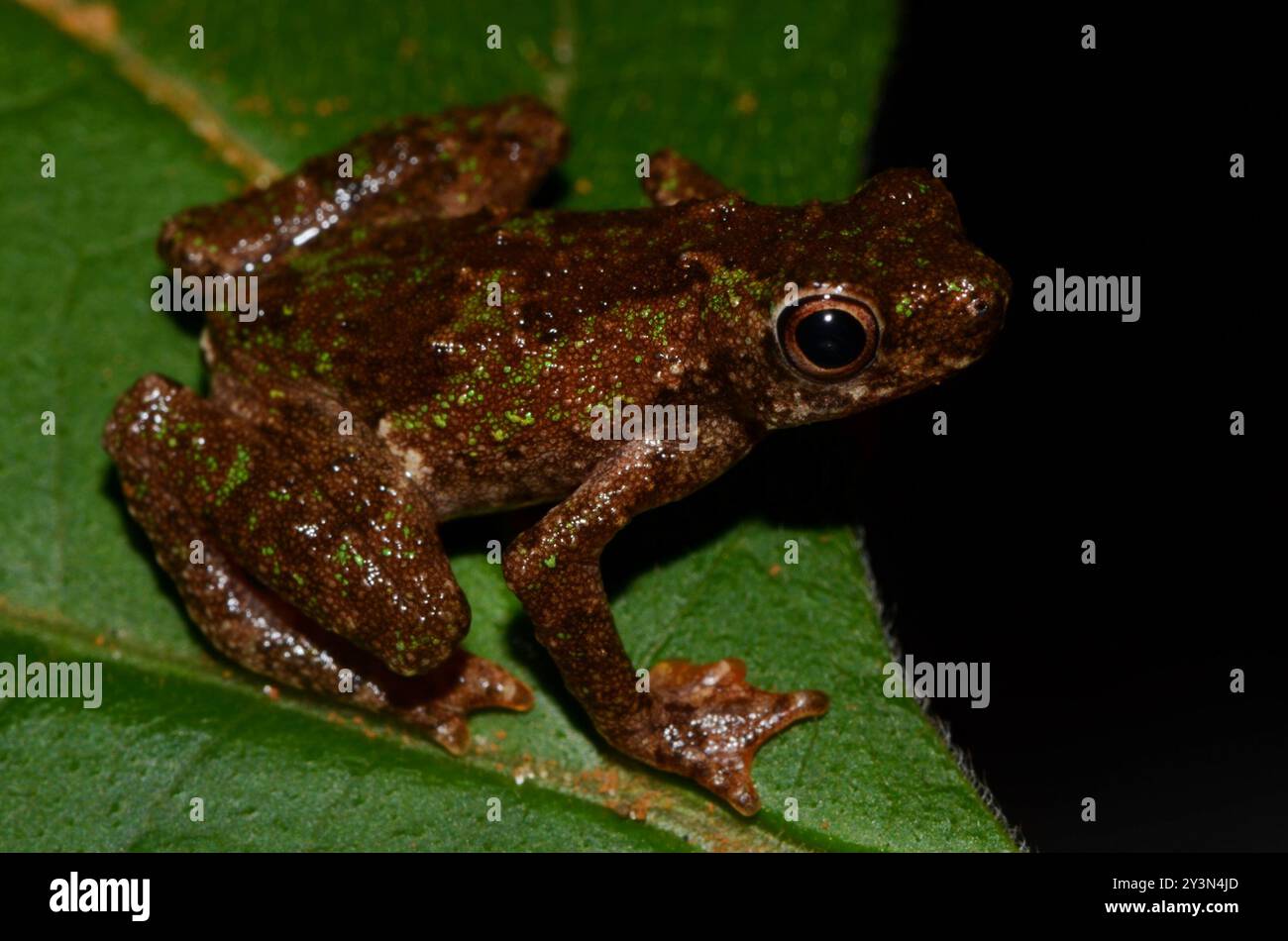 African Tree Toad (Nectophryne afra) Amphibia Stock Photo - Alamy