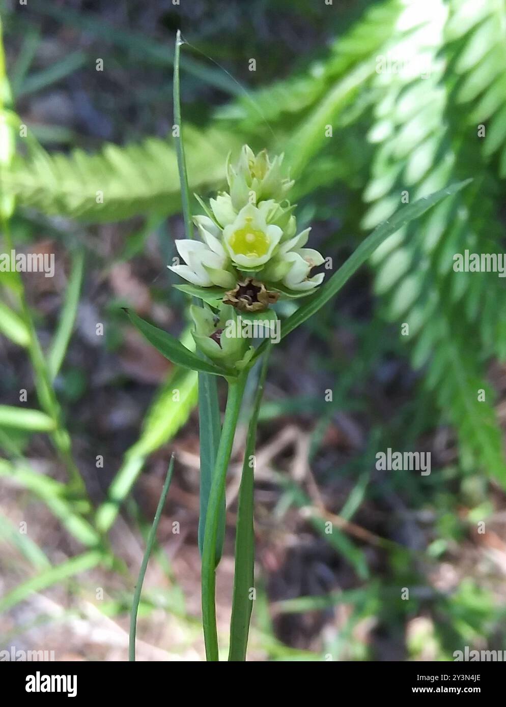 Shrubby Primrose-willow (Ludwigia suffruticosa) Plantae Stock Photo - Alamy