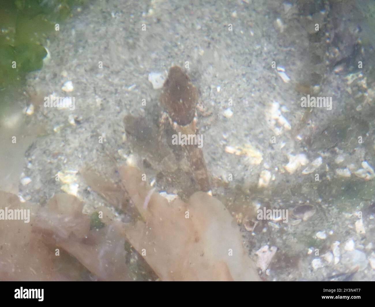 Tidepool Sculpin (Oligocottus maculosus) Actinopterygii Stock Photo - Alamy