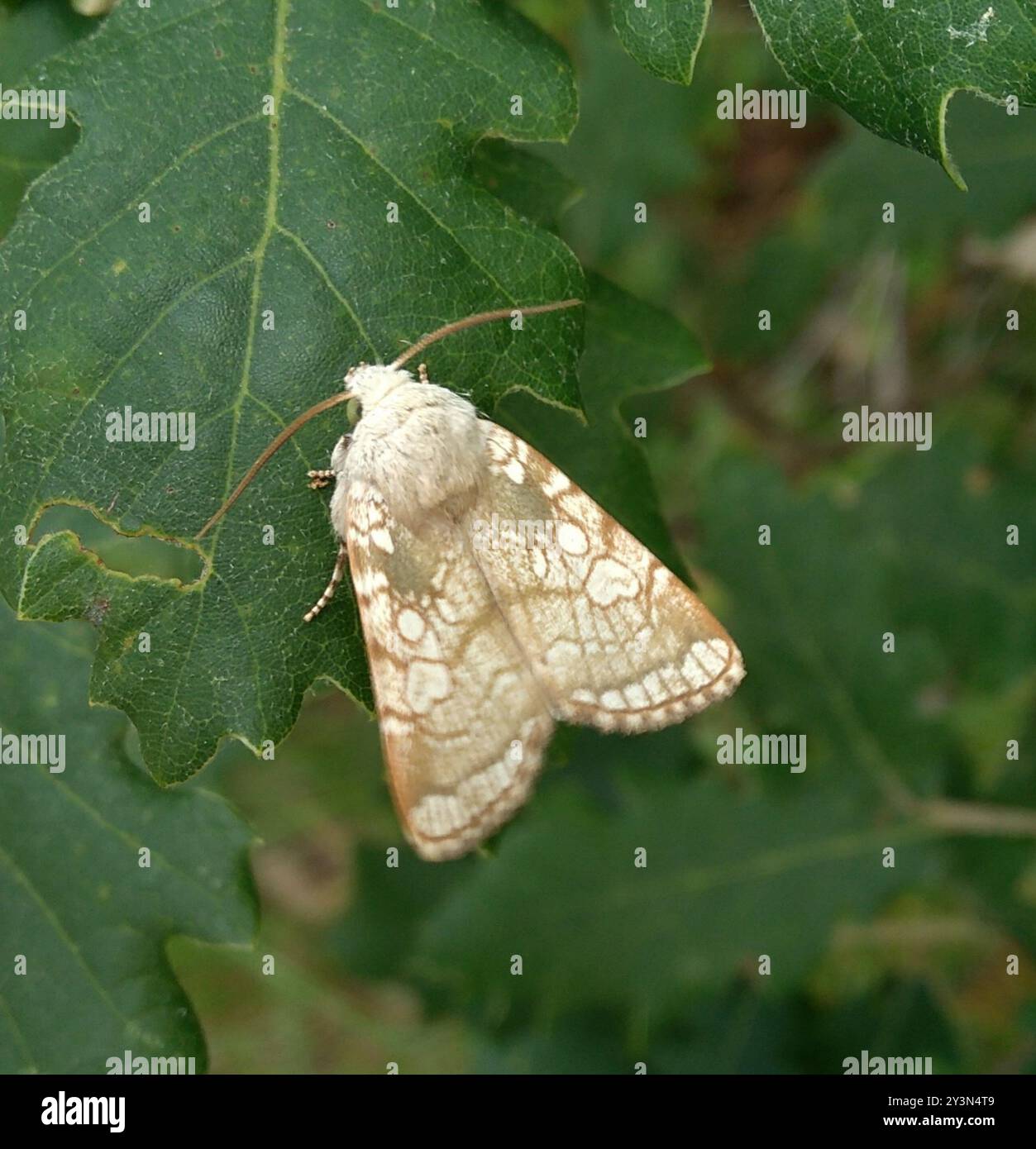 Heart Moth (Dicycla oo) Insecta Stock Photo - Alamy