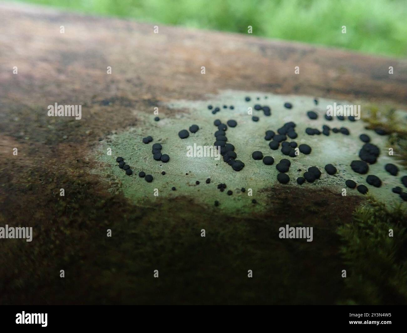 concentric boulder lichen (Porpidia crustulata) Fungi Stock Photo - Alamy