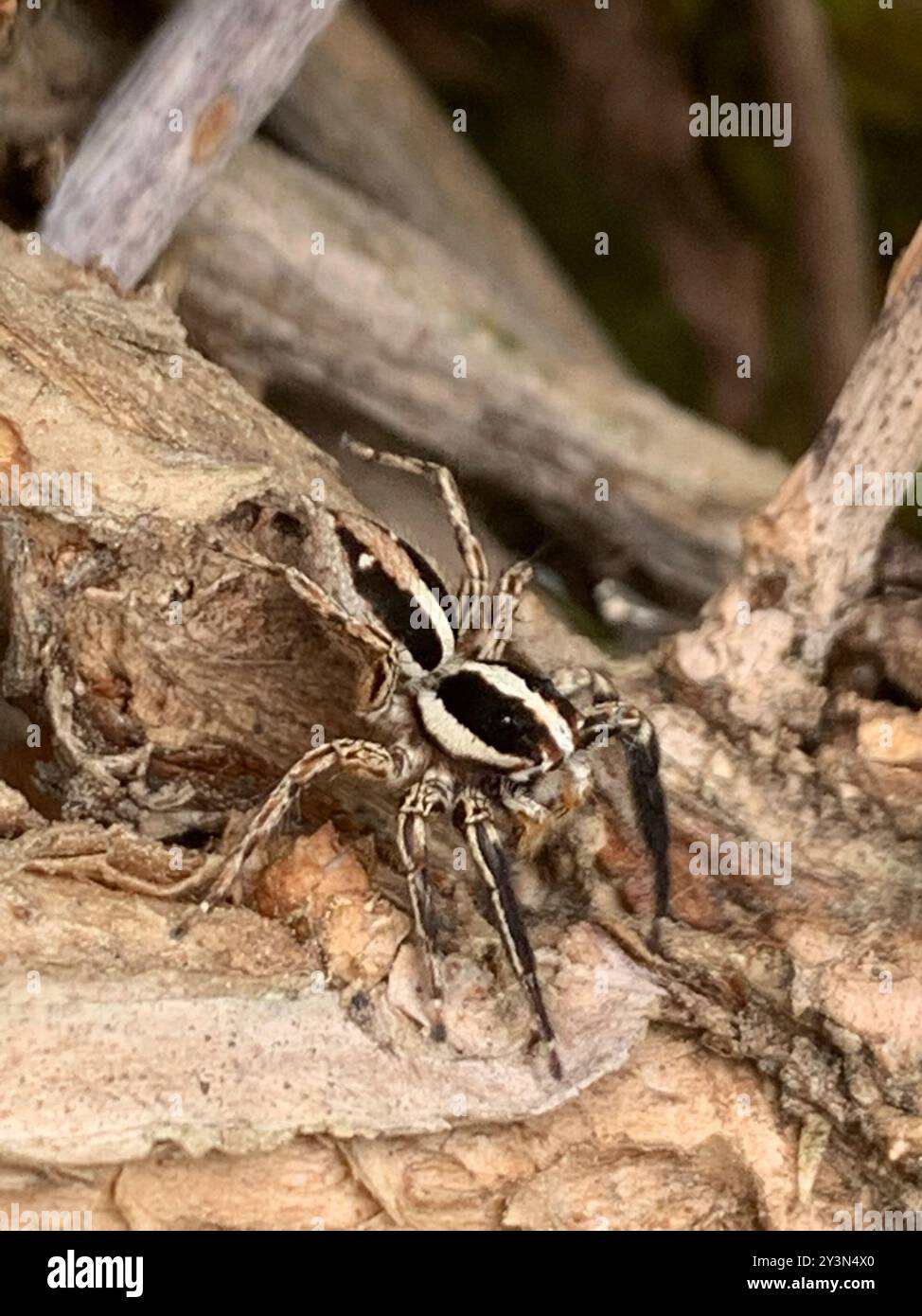 Pantropical Jumping Spider (Plexippus paykulli) Arachnida Stock Photo ...