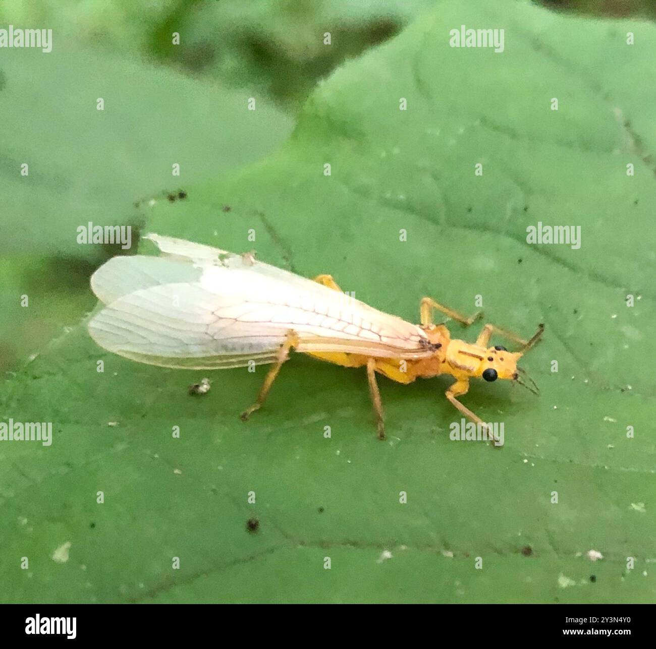 Stoneflies (Plecoptera) Insecta Stock Photo - Alamy