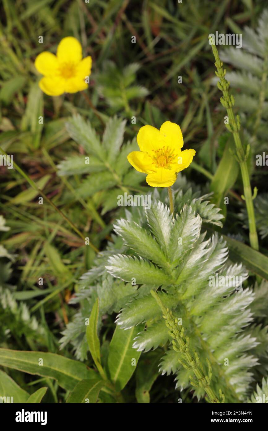 common silverweed (Argentina anserina) Plantae Stock Photo - Alamy