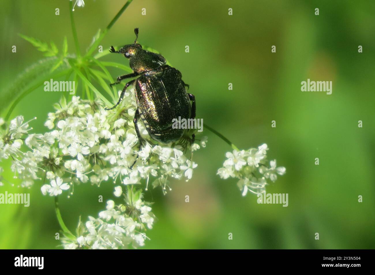 Noble gnorimus nobilis hi-res stock photography and images - Alamy