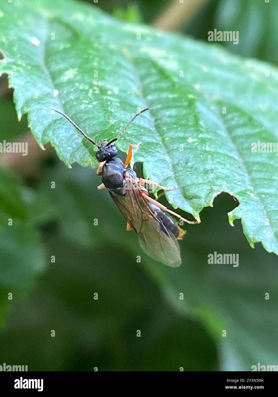 Wood, Mound, and Field Ants (Formica) Insecta Stock Photo - Alamy
