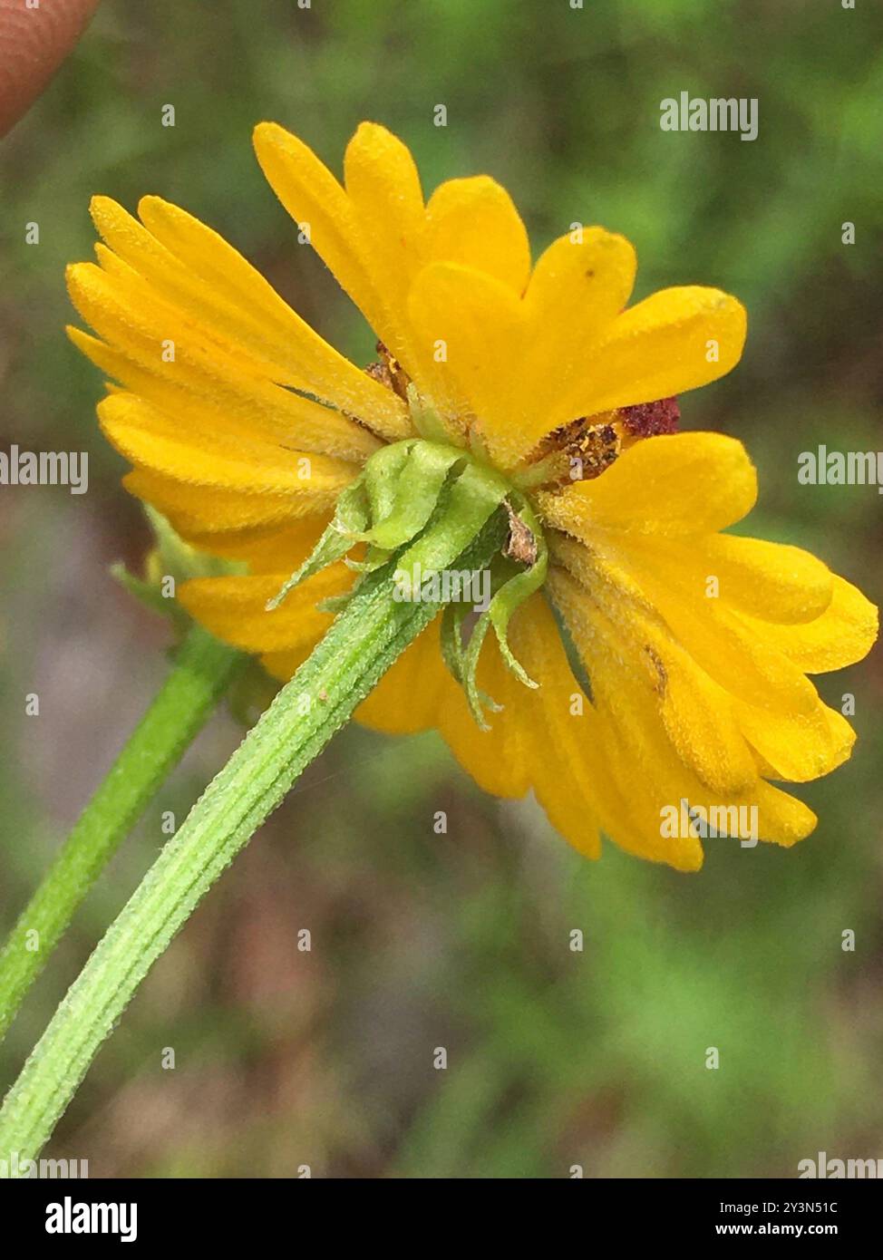 Southern Sneezeweed (Helenium flexuosum) Plantae Stock Photo - Alamy