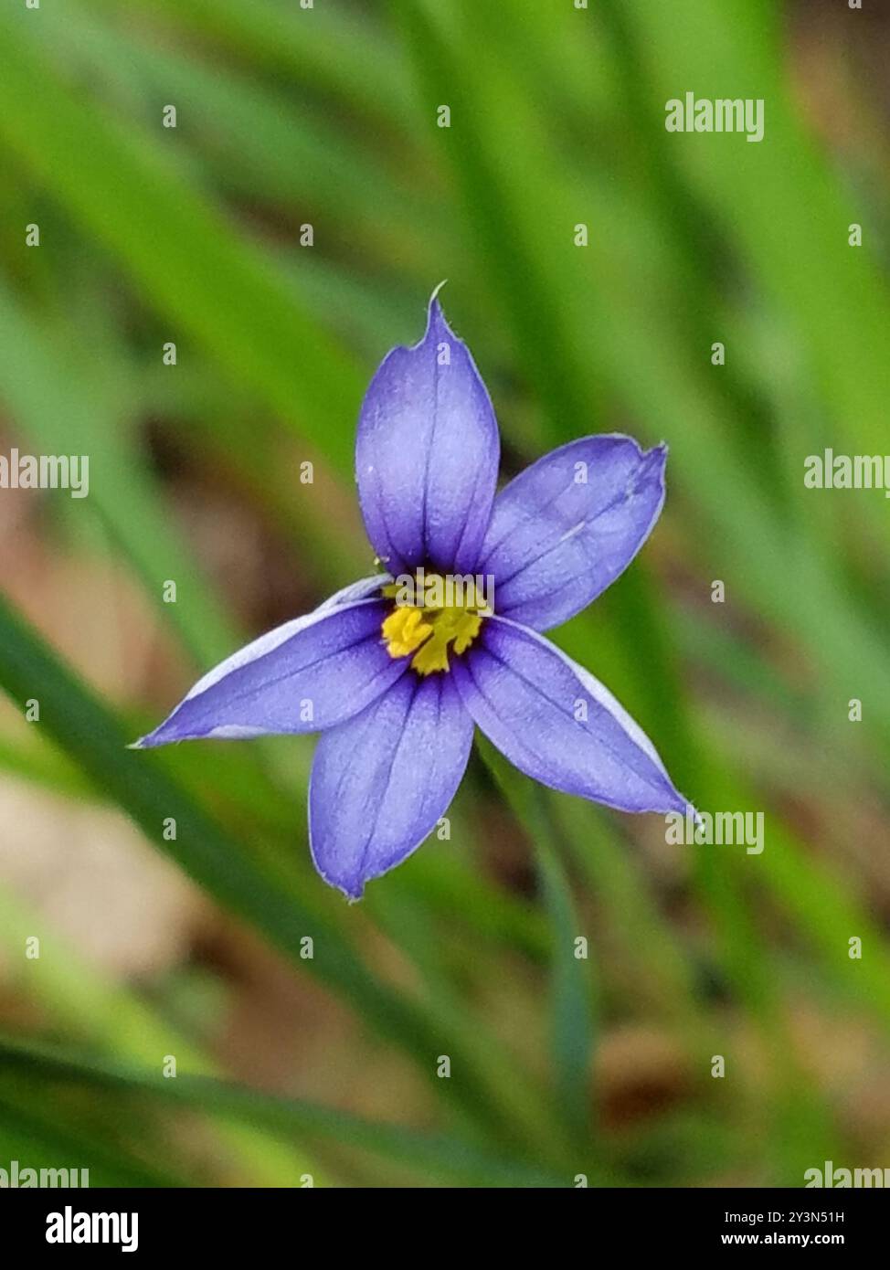 narrow-leaved blue-eyed grass (Sisyrinchium angustifolium) Plantae ...