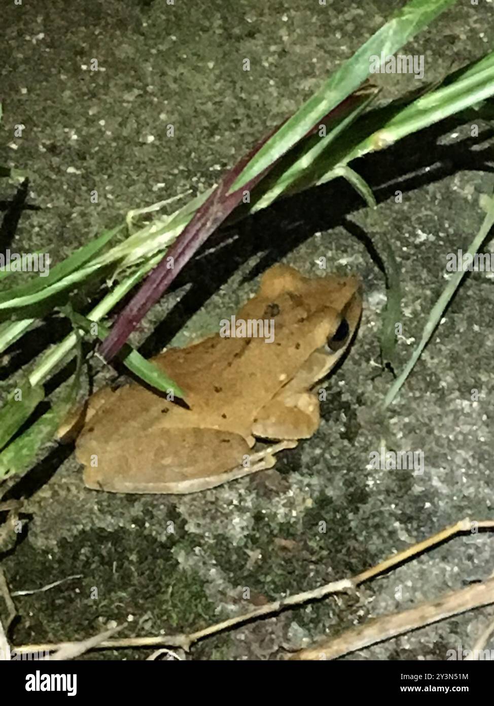 Spot-legged Tree Frog (Polypedates megacephalus) Amphibia Stock Photo ...